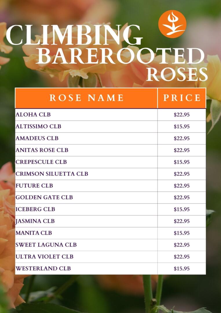 Buy Roses in Warrnambool - Pearson's Nursery