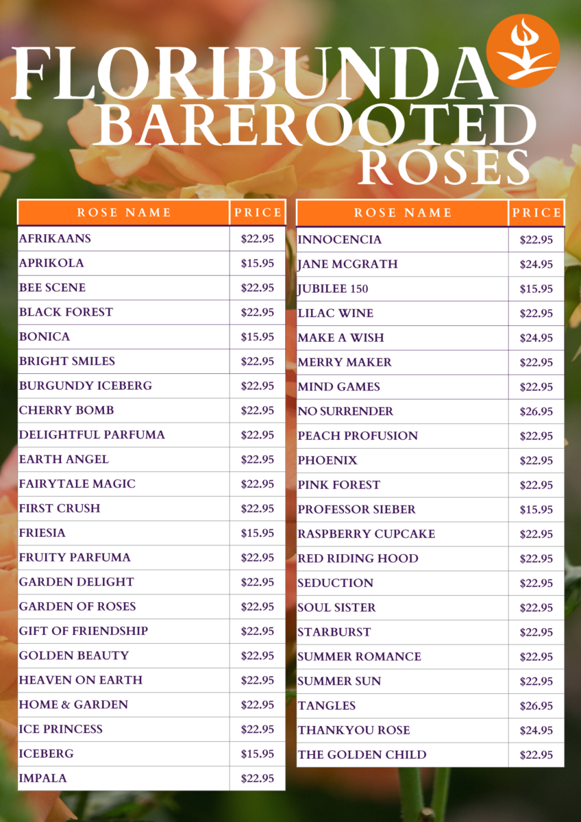 Buy Roses in Warrnambool - Pearson's Nursery