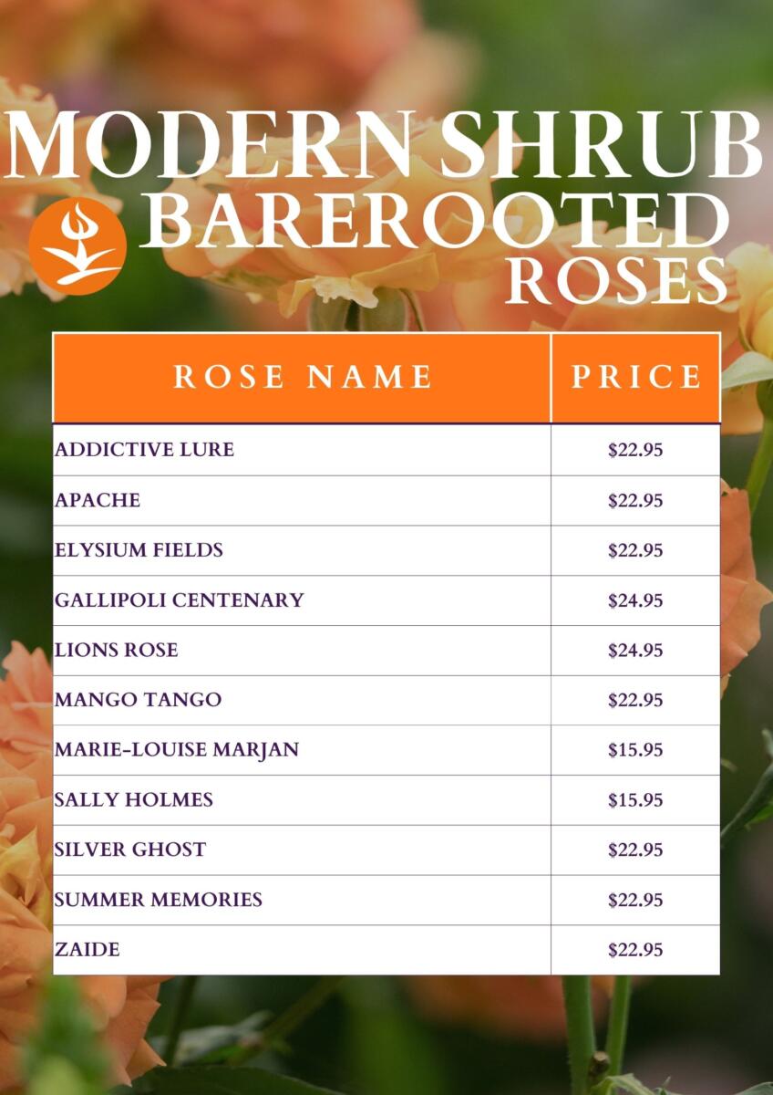 Buy Roses in Warrnambool - Pearson's Nursery