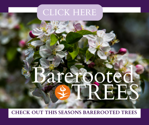 Bare Root Trees Warrnambool - Pearson's Nursery