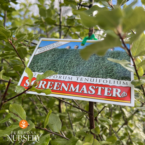 Pittosporum Screen Master 6″ - Pearson's Nursery