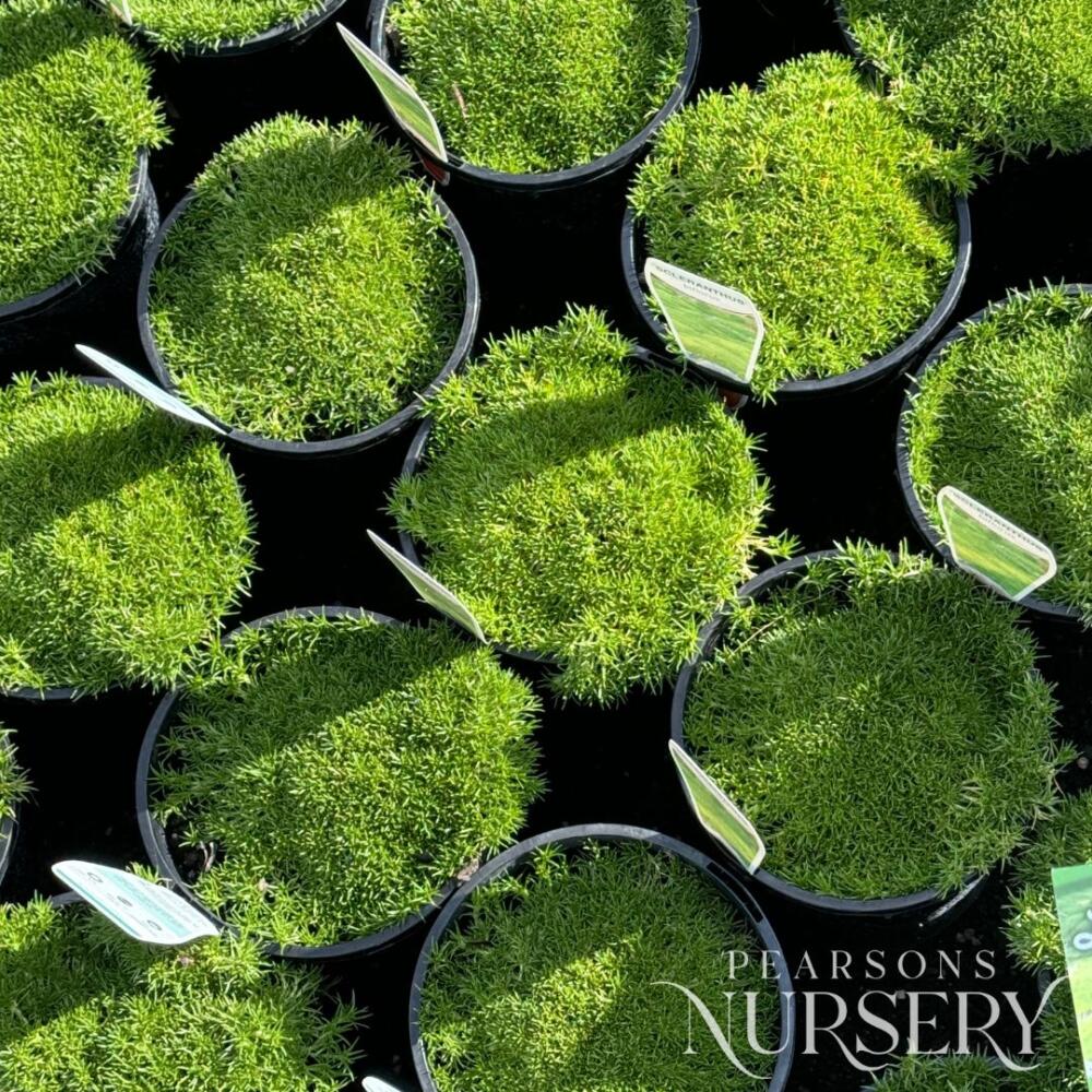 Scleranthus Biflorus ‘Lime Lava’ - Pearson's Nursery