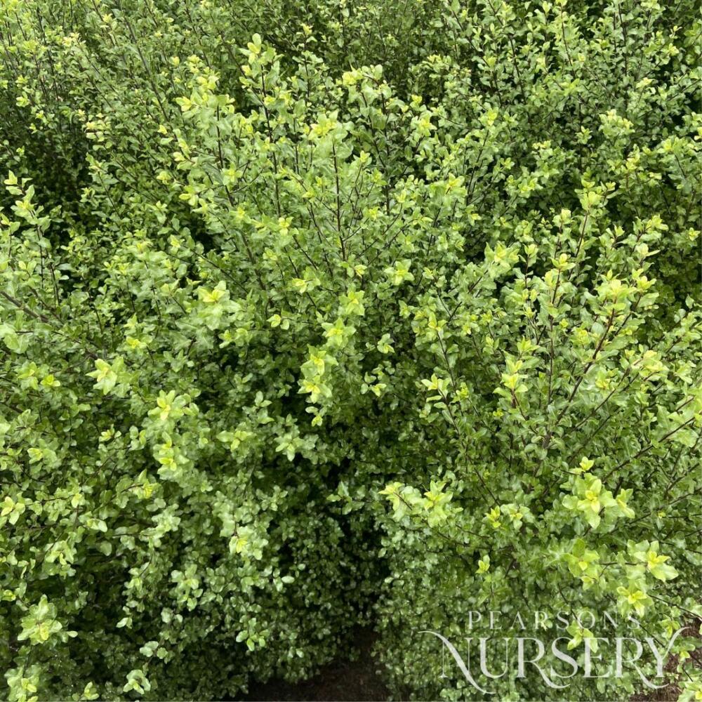 Pittosporum Screen Master 6″ - Pearson's Nursery