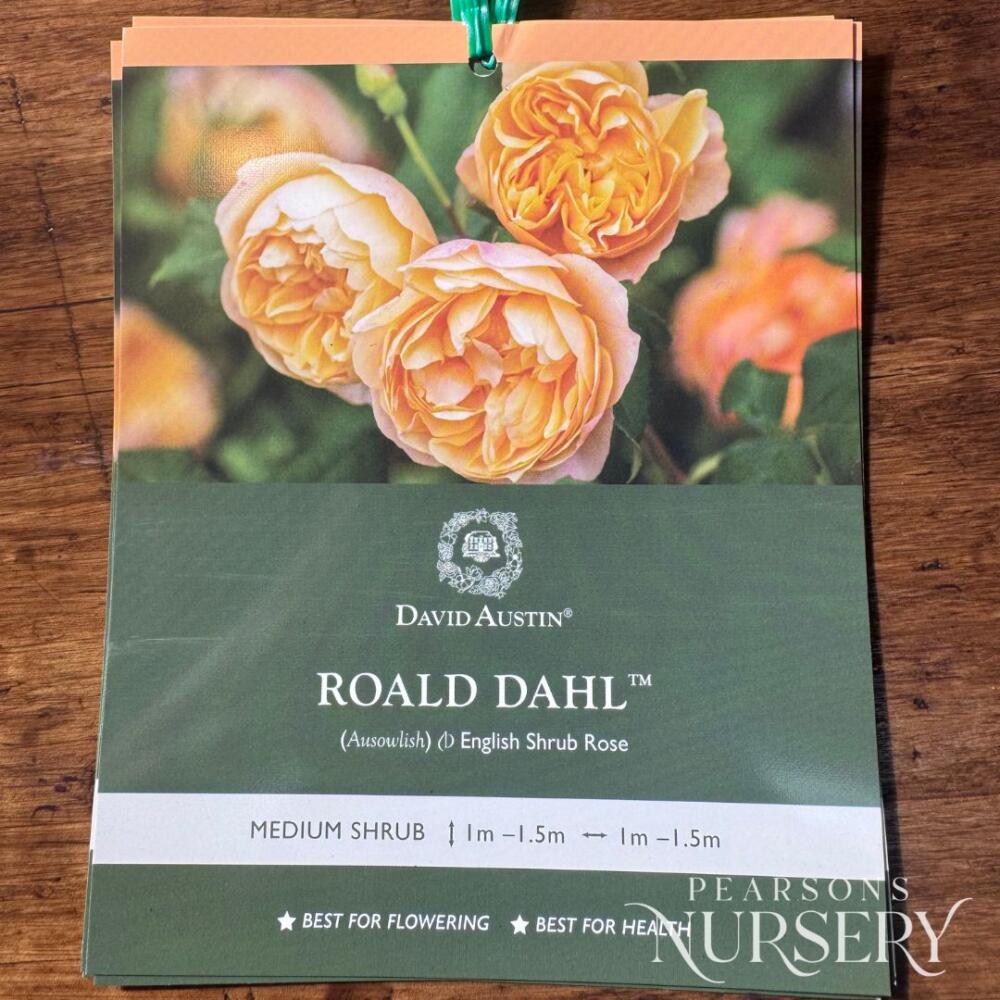 David Austin Bush – Roald Dahl - Pearson's Nursery